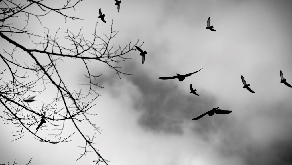 The Story Behind the Story | What Birds Know | Holly Hubbard Preston